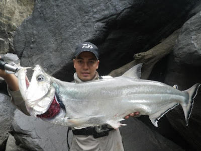 Virginia Tech Ichthyology Class : Payara - What Big Teeth You've Got ...