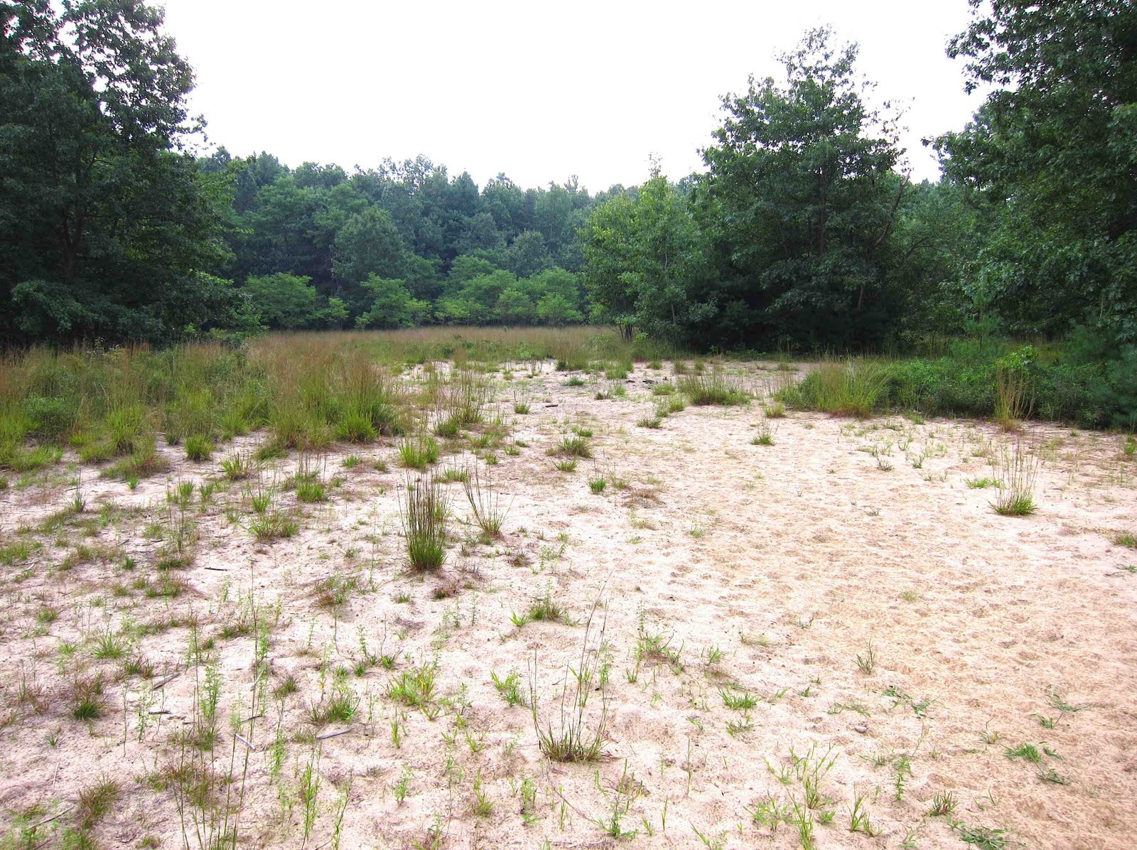 Saratoga woods and waterways: Mountain Trails Yesterday, Sand Plains ...