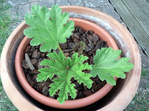 HOW TO PROPAGATE GUNNERA MANICATA |The Garden of Eaden