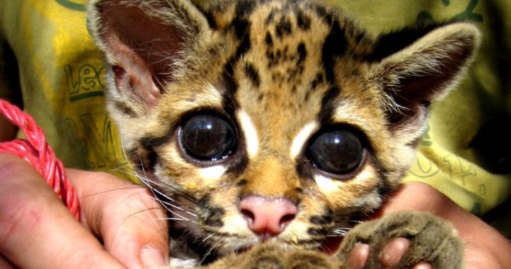 Cute Baby Wild Cats | Wallpapers Gallery