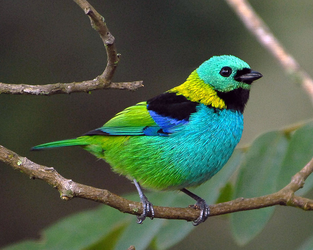 Motoprazer: AVES COLORIDAS