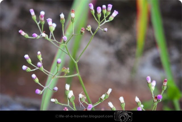 A Traveller's Note: Bunga lalang