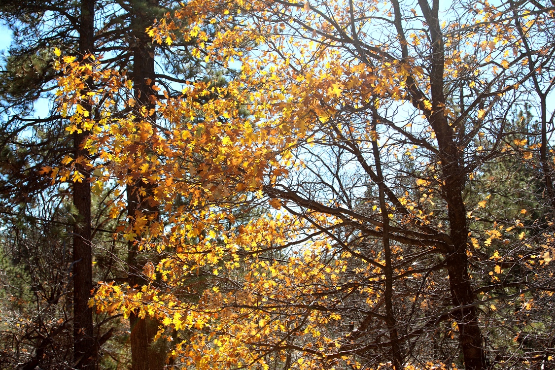 A photo, A thought............: Season: Autumn in black oak.....