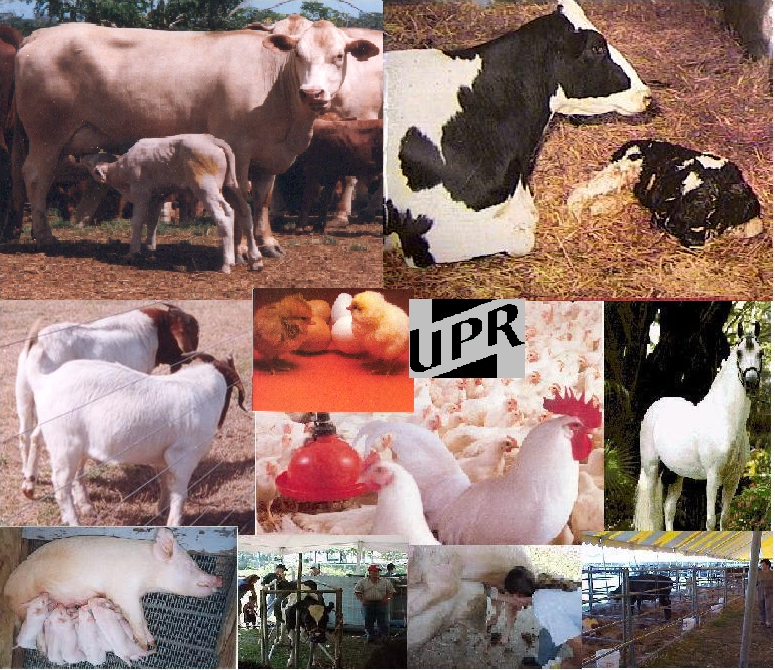 Agricultura y Ganaderia