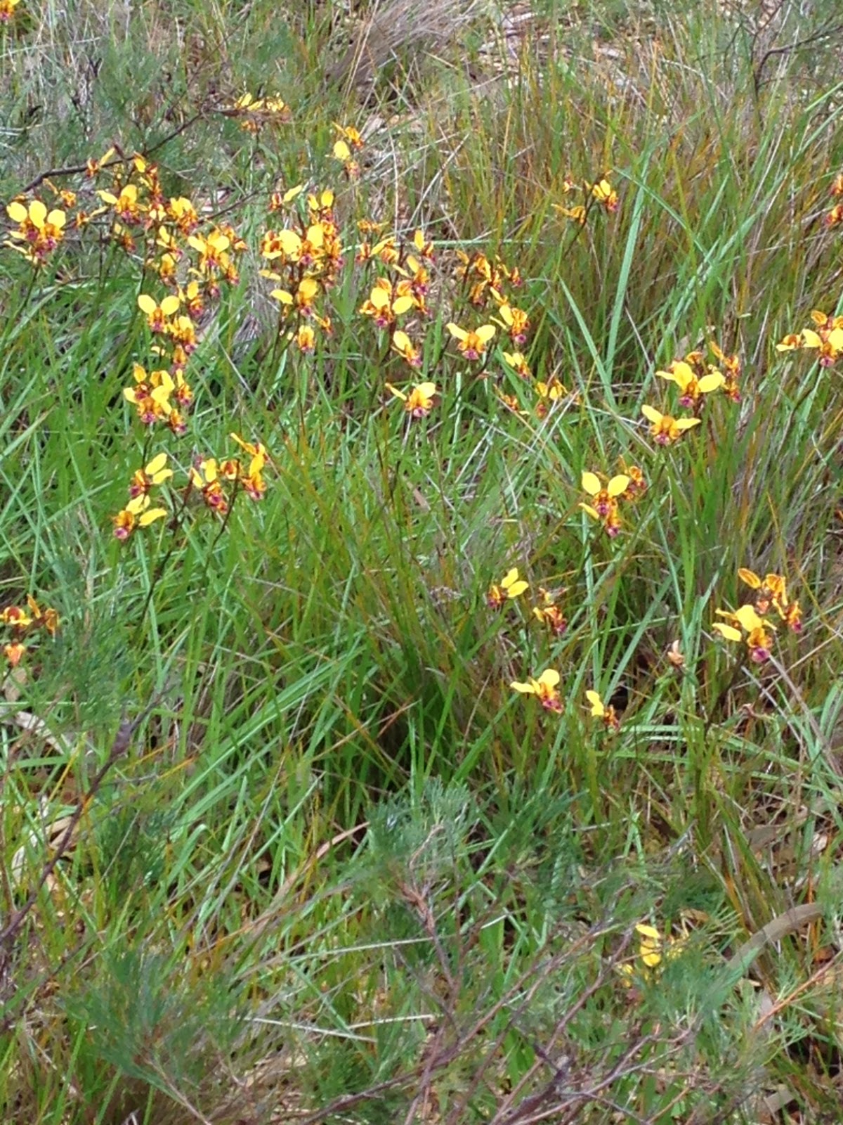 Garden inspiration: King's Park WA | Growing Illawarra Natives