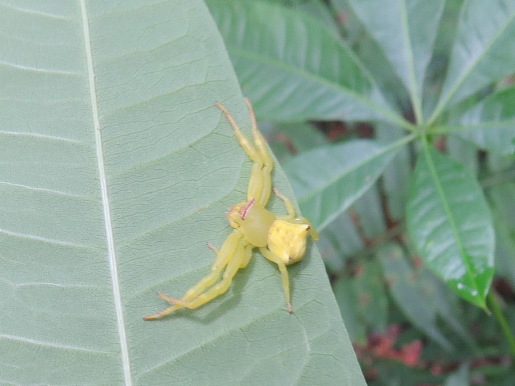 Kite的蜘蛛筆記: 【蟹蛛科】Thomisus labefactus 三角蟹蛛/三角蜘蛛/角紅蟹蛛 #31