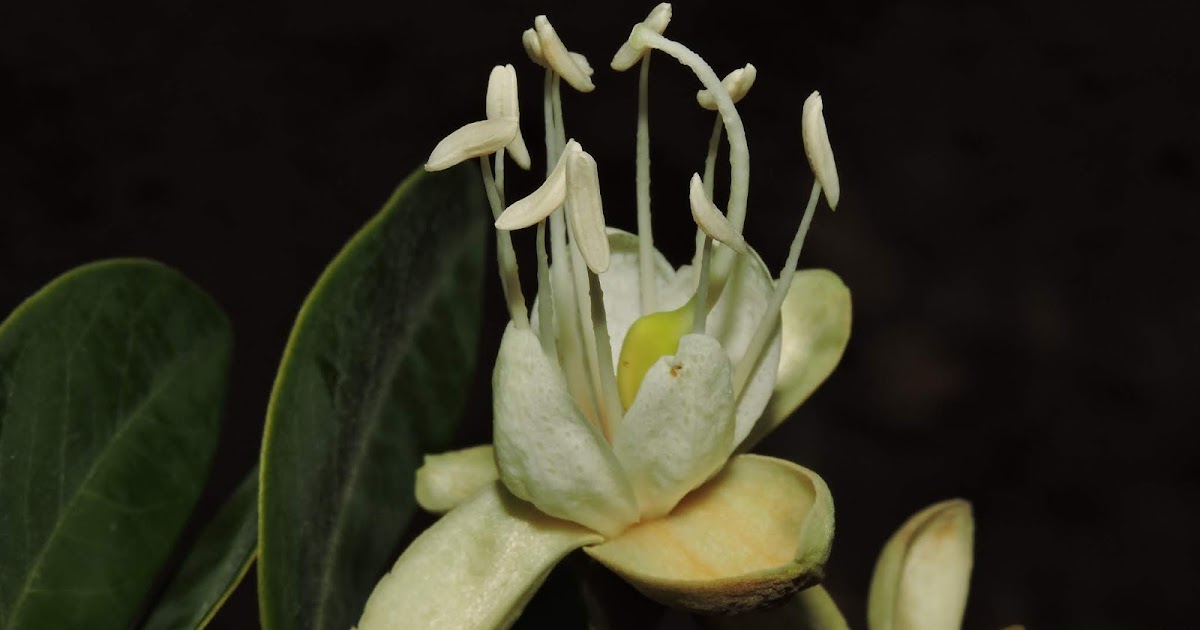 Fabaceae - Leguminosae no Brasil: A new phylogeny-based tribal ...