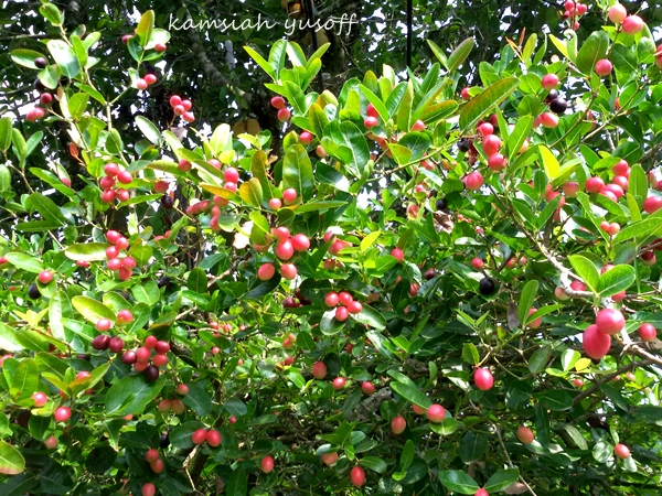 Buah Kerenda | Detik Detik Indah Dalam Hidupku