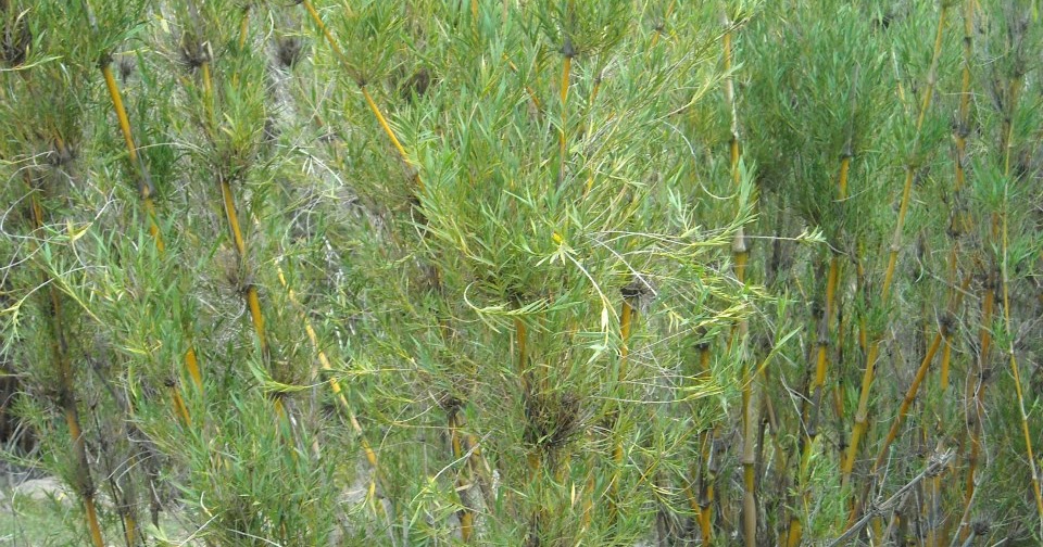 especies chilenas: La Quila chica o Colihue de la Zona Central ...