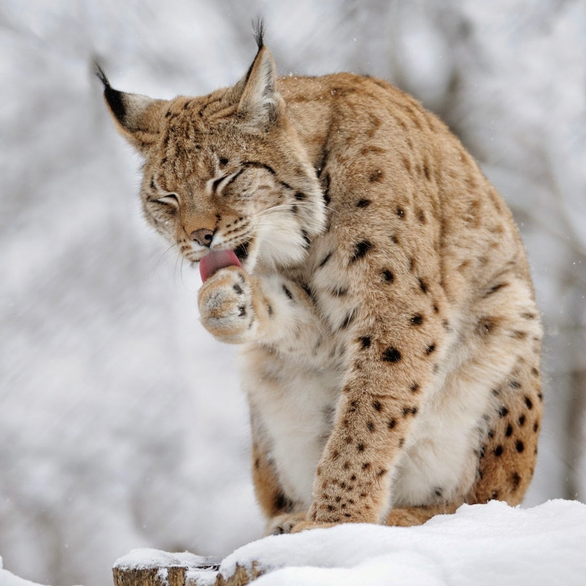 Lince wallpapers