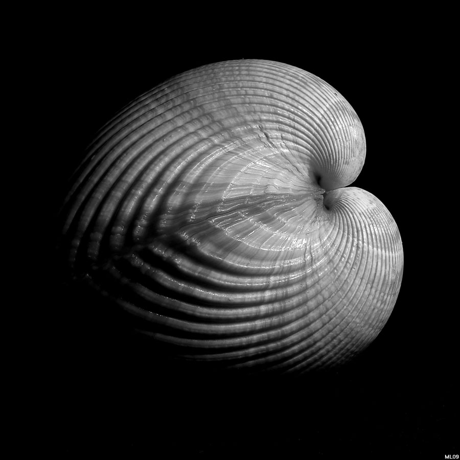 Edward Weston