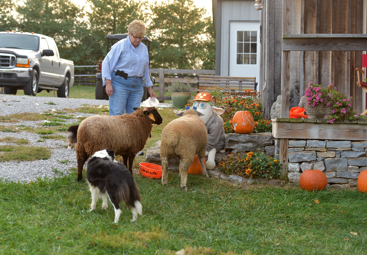 Punkin's Patch: Sheep Trick Or Treat