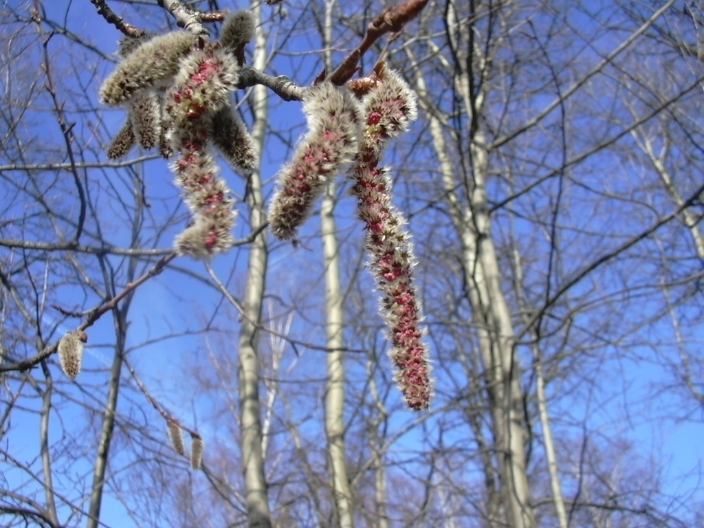 Retkiä kasvimaailmaan: Haapa