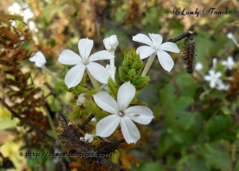 White Leadwort(চিত্রা ফুল) - Plumbago zeylanica