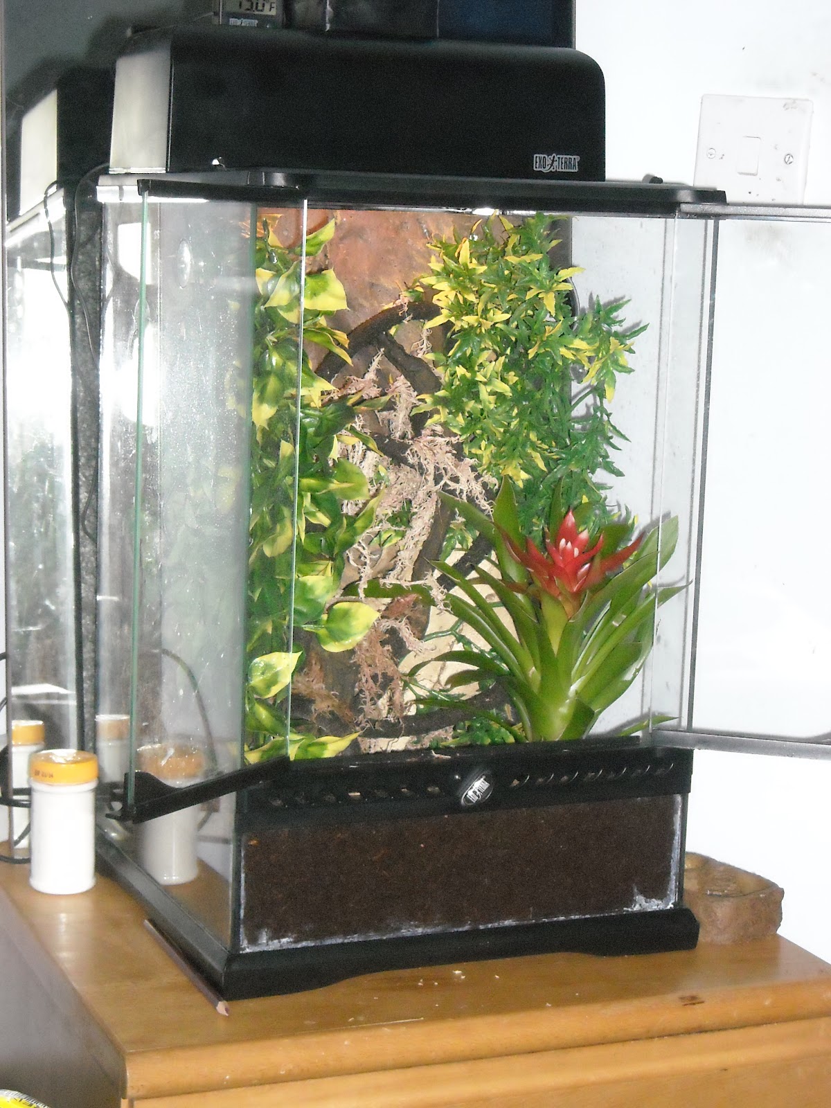 Crested Gecko Vivarium Build 2012