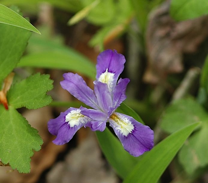 Field Biology in Southeastern Ohio: Violets, Trilliums, and April ...
