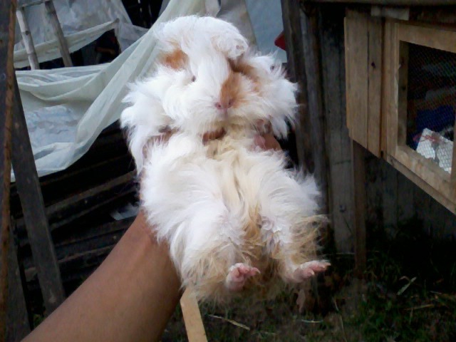 Cuy angora - Imagui