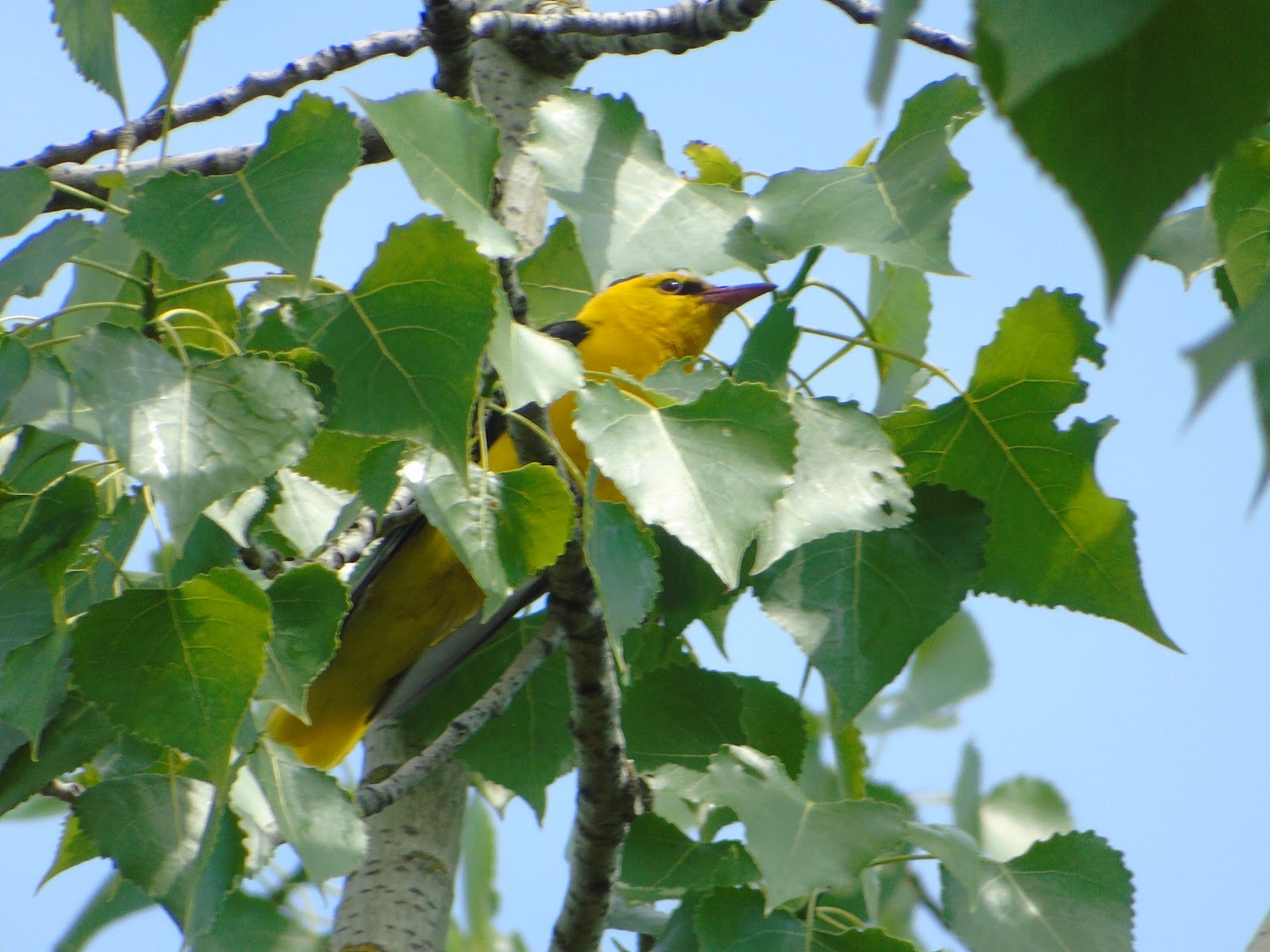 PASARI DIN ROMANIA: GRANGUR, Oriolus oriolus