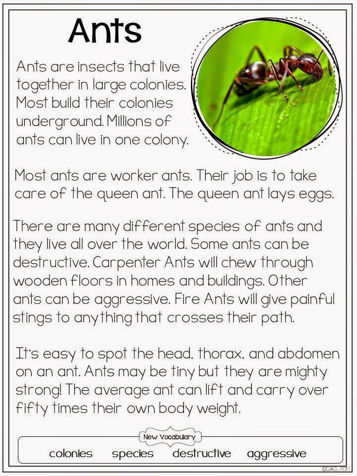 Insect Investigations | Falling into First