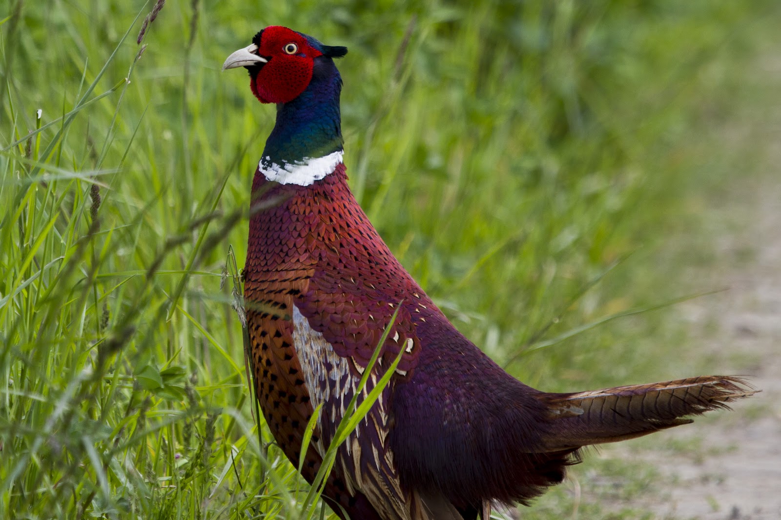 Foto naturalistiche: Fagiano maschio