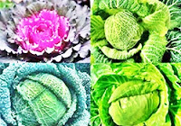 What is Cabbage Diet, Calories, Benefits and Medicinal Nutritious ...