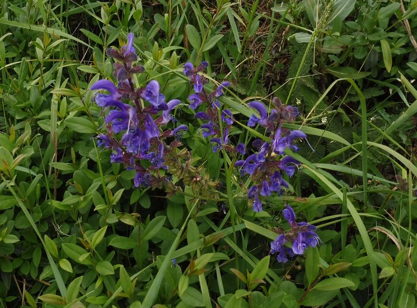 Naturwanderin: Fast rum.....