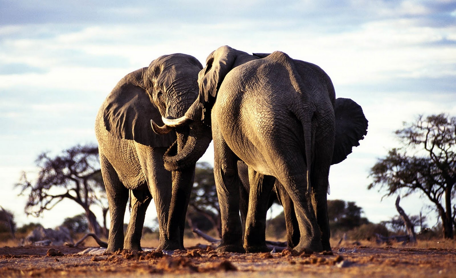 Olifanten Achtergronden