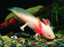 All about axolotls