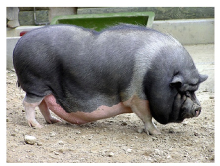 Fourteen Heritage Pig Breeds | Big Picture Agriculture