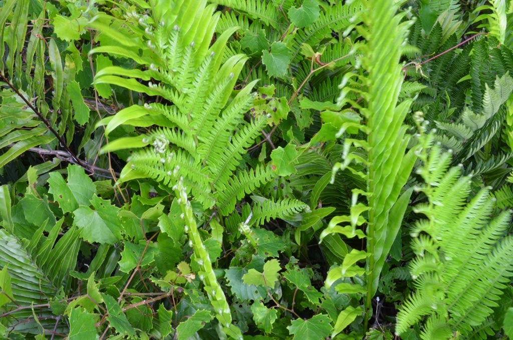 Space Coast Wildflowers: May 2015