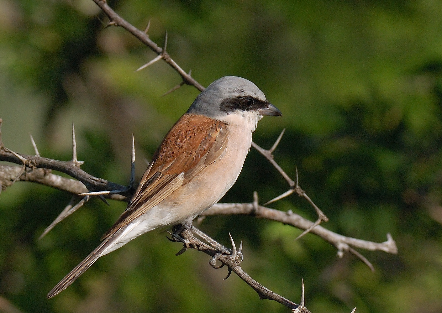 Burung Cendet - Long-Tailed Shrike (Lanius schach) - Ryan Maigan Birds