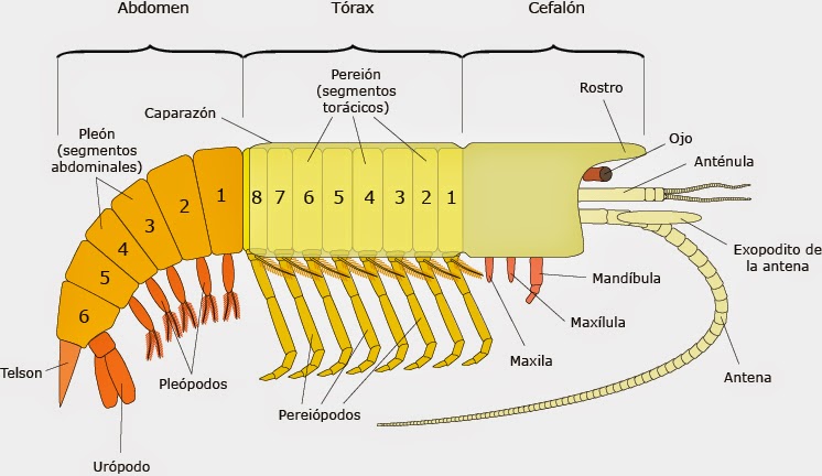 el moderno prometeo: Artrópodos: Subfilo Crustacea.