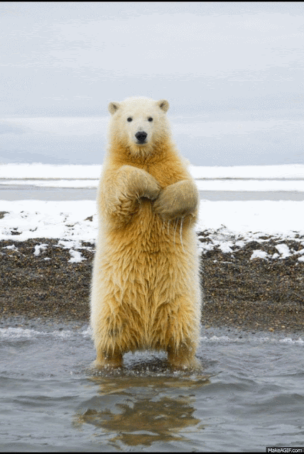 grafika-gify-kartki: . Zwierzęta: Niedźwiedzie - Bears.png,gif