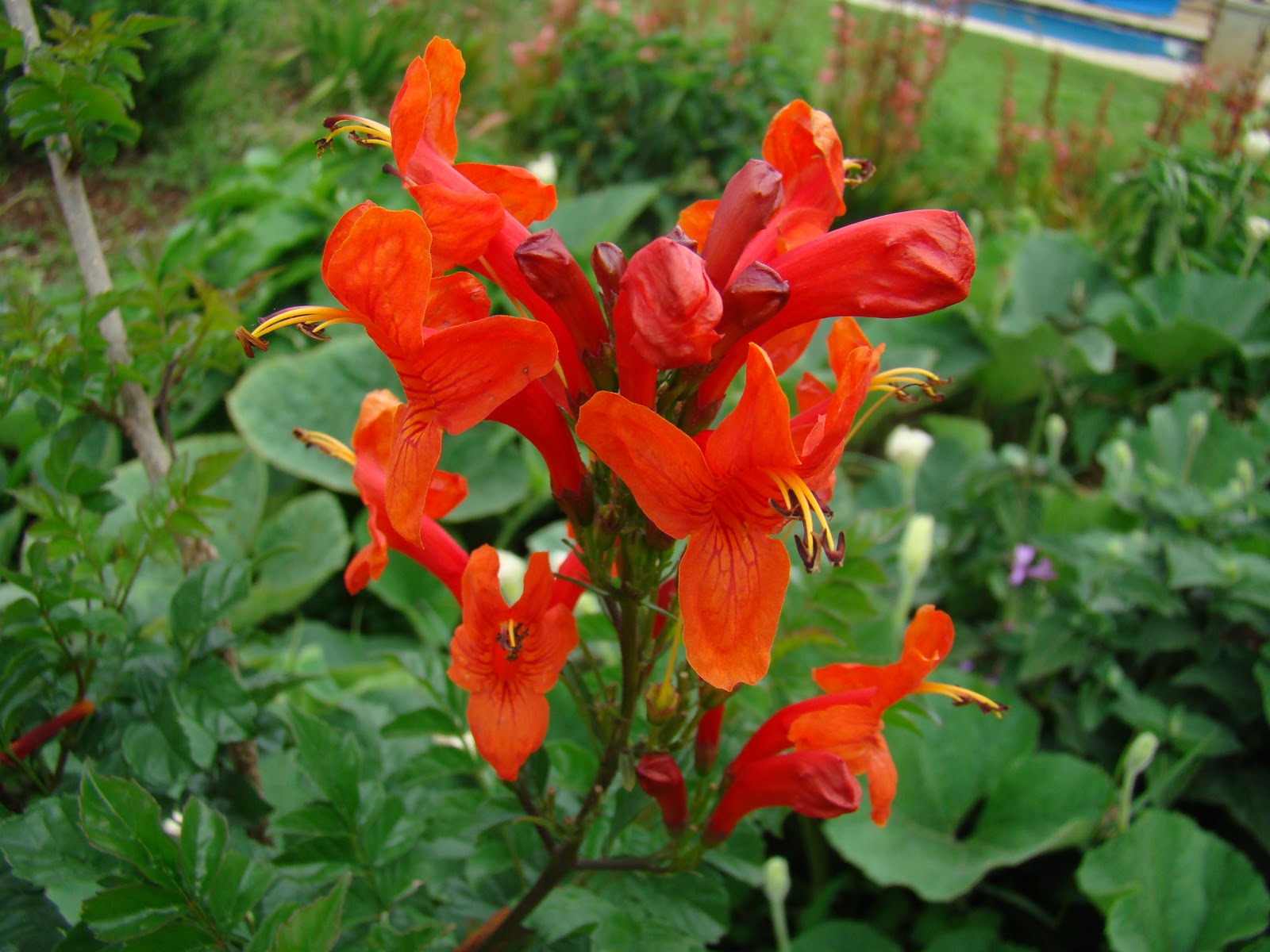 Environmental Rehabilitation and Indigenous Landscape Design: Cape ...