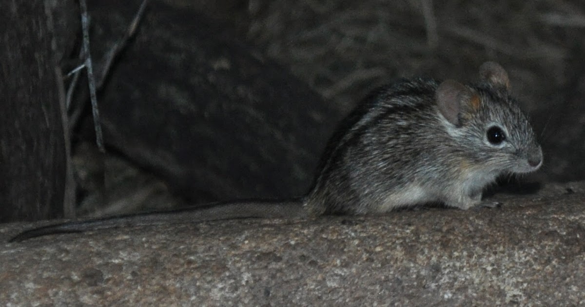 ZOOTOGRAFIANDO (6.100 ANIMALS): RATÓN DE CUATRO RAYAS DE XERIC / XERIC ...