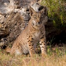 Iberian lynx Facts And Latest Images | All Wildlife Photographs