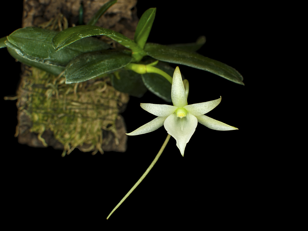 Angraecum equitans orchid plant care and culture | Travaldo's blog