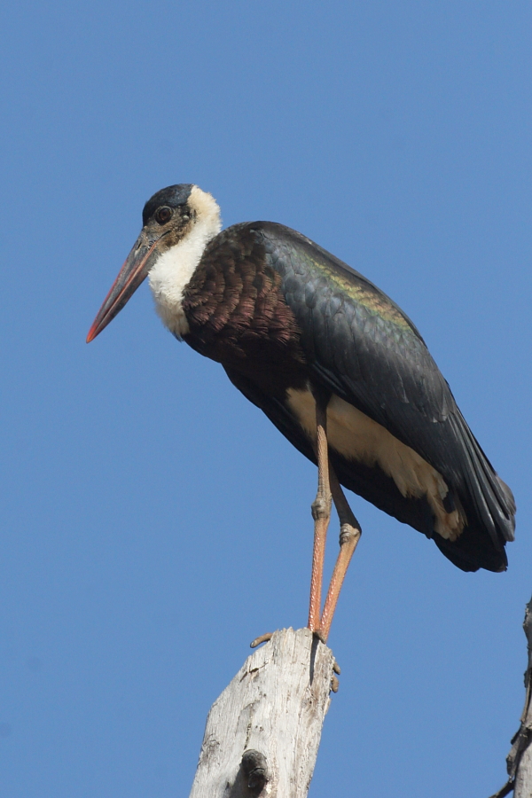 Rockjumper - Worldwide Birding Adventures: The Storks of Africa by Adam ...