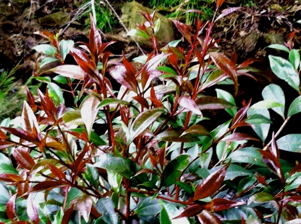 Robert Childs - garden path: New Growth on Lillypilly (Syzygium smithii)