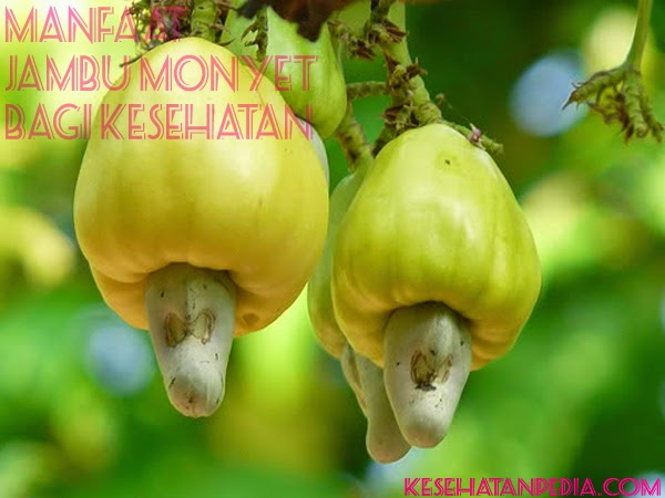 Manfaat Buah Jambu Monyet ~ Home Blog