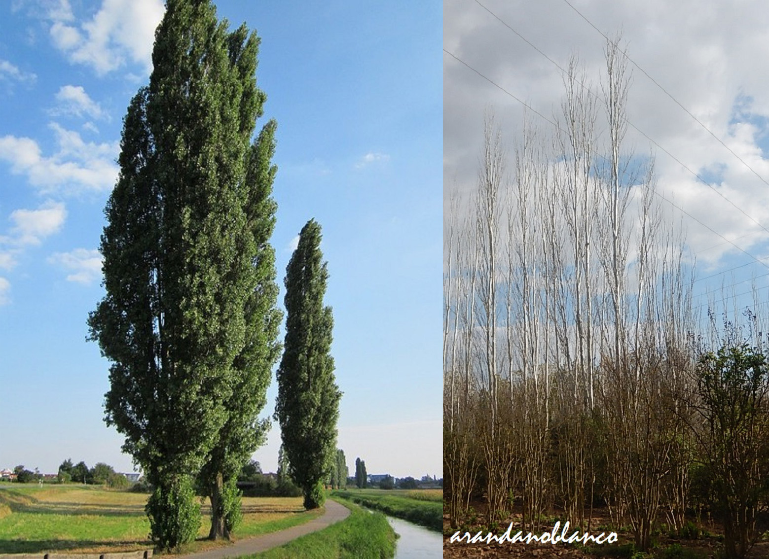 elarbolmiamigo-encinarosa: Populus nigra / Chopo negro / Álamo negro ...
