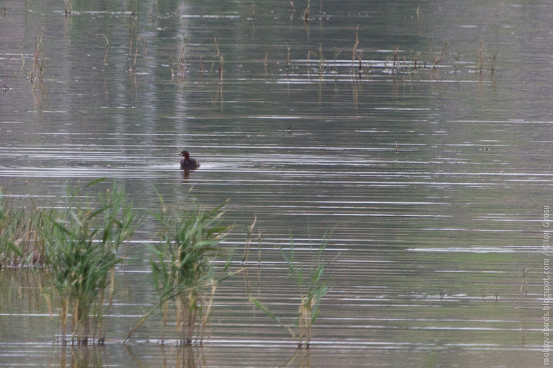 Păsări din Moldova: Cinci specii noi din ultima escapadă în sudul Moldovei