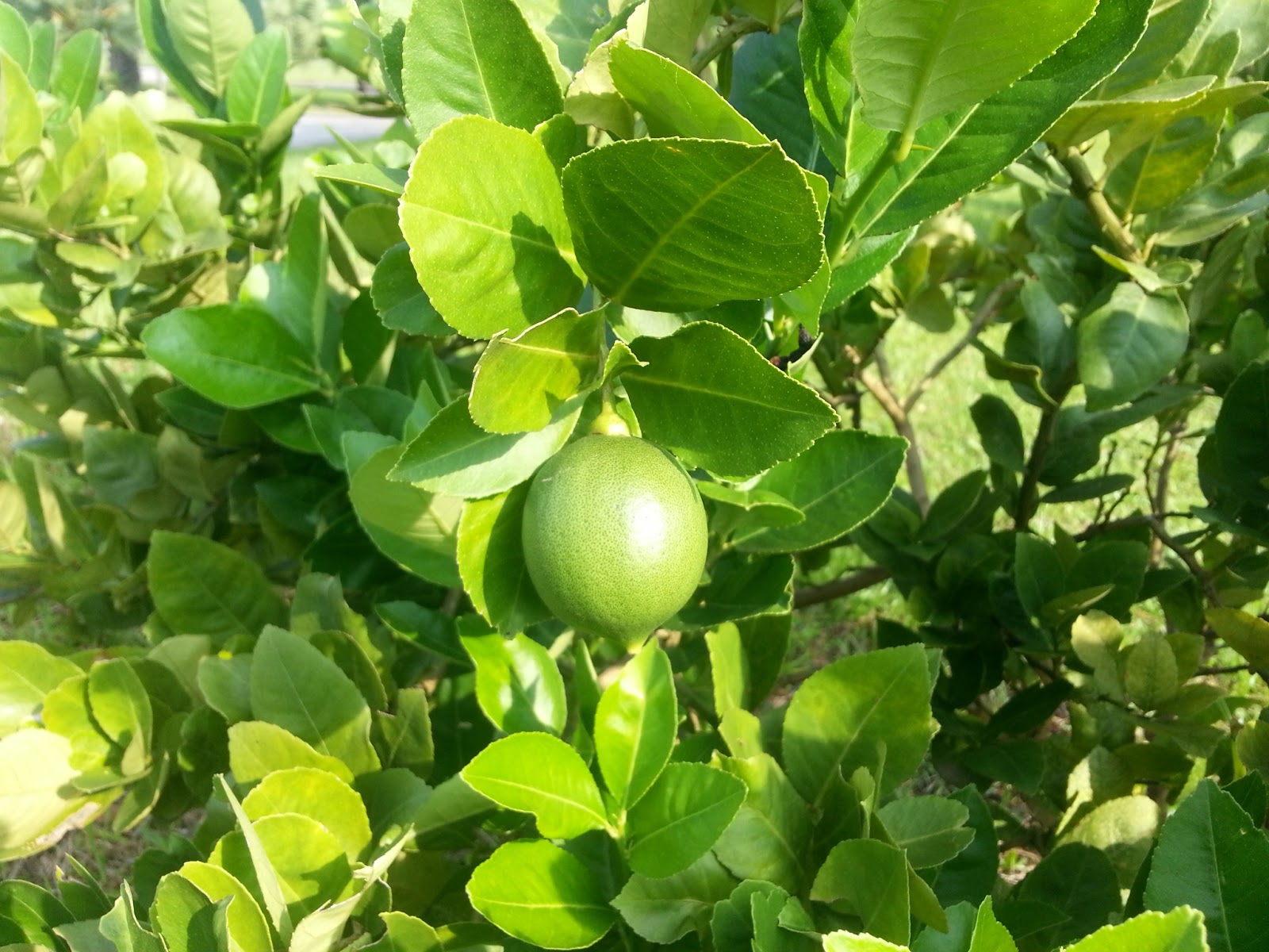 Riverine Parks: January 2013