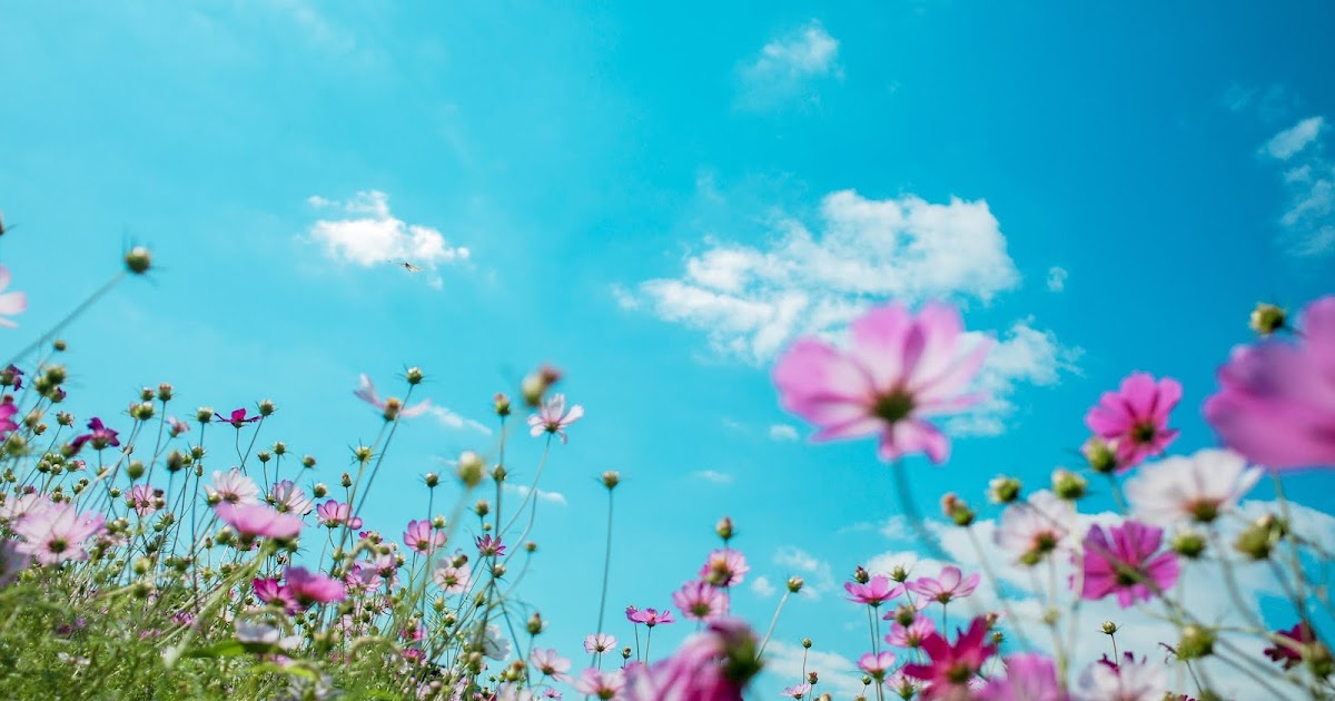 “A spring in step” nghĩa là gì?