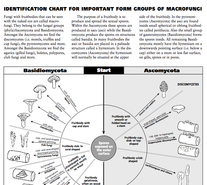 The MycoKey Mycelium blog: Fungal Identification Chart