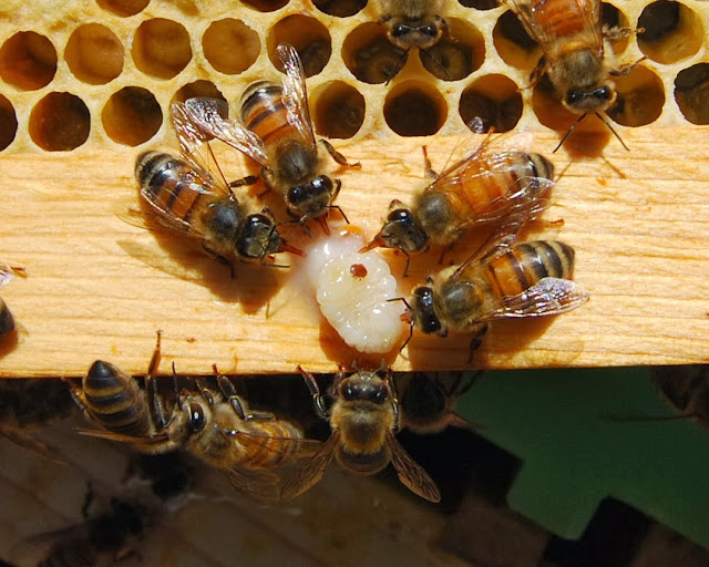 Corona Apicultores: VARROA DESTRUCTOR