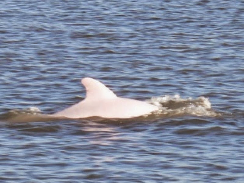 White Wolf : Rare Albino Dolphin Spotted Off Florida Coast (Video)