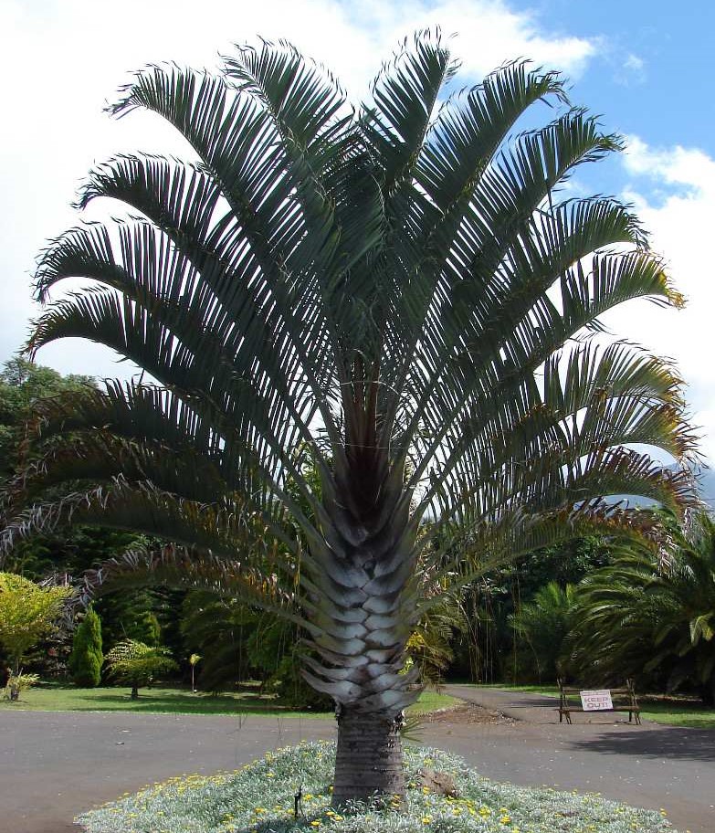 Dypsis decaryi «palmera triangular» - Id Plantae