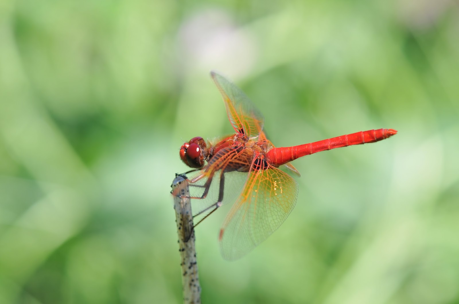 The Dragonfly Whisperer: U. S. Open Dragonflies