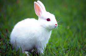 Blog Kami: Kelinci Adalah Hewan Mamalia Dari Famili